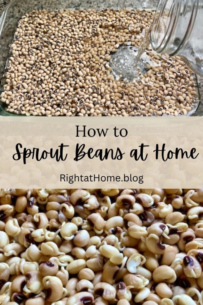 How to Sprout Beans at Home - Easiest Method - Right At Home with Violet