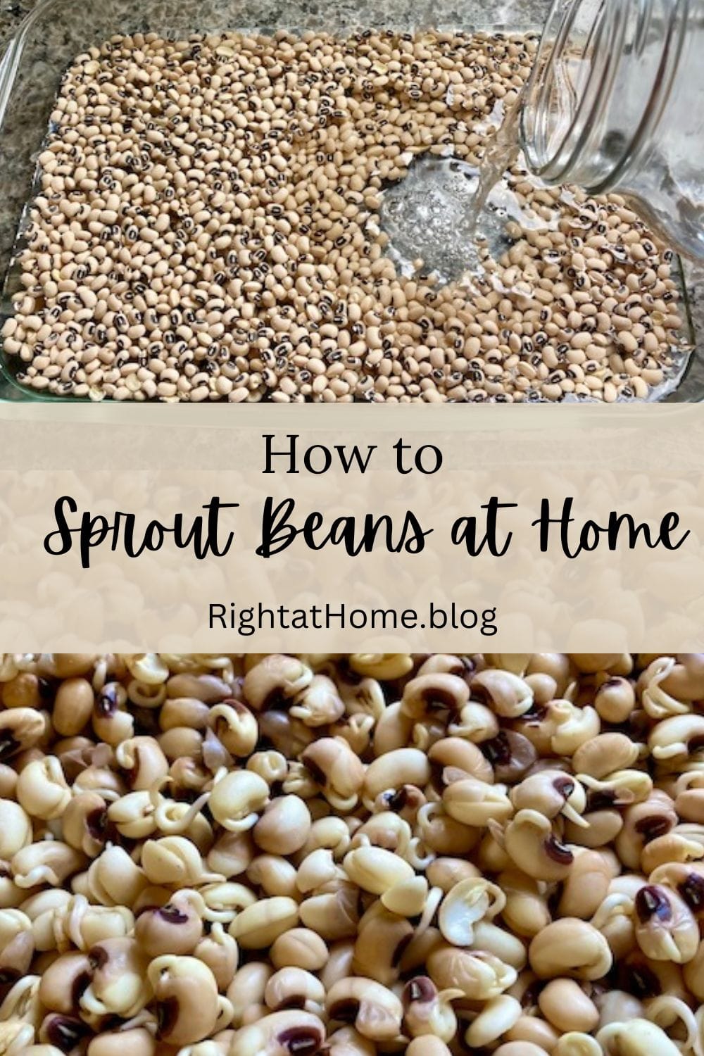 How to Sprout Beans at Home - Easiest Method - Right At Home with Violet